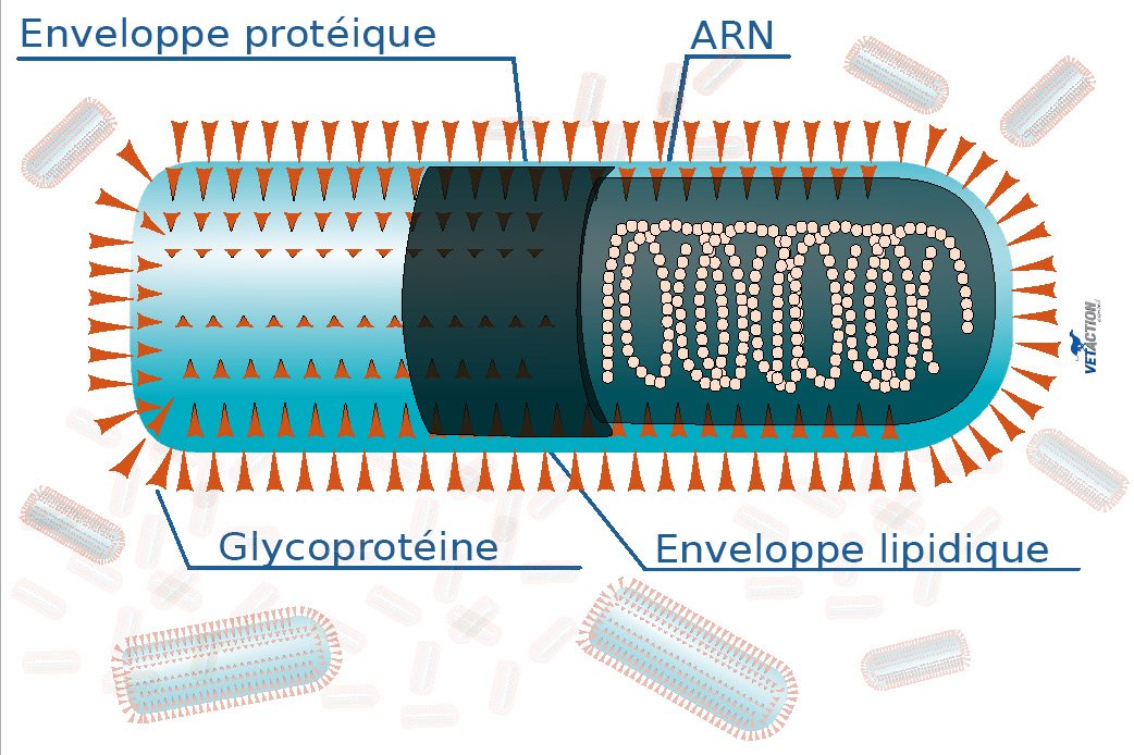 La rage** - Audit et communication pour les vétérinaires